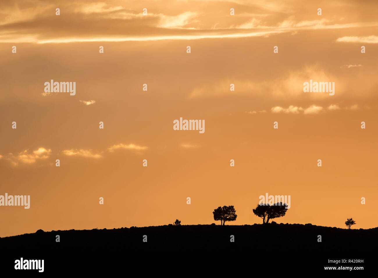 USA, Wyoming, Sublette County. Sunset on a group of Juniper trees on ...