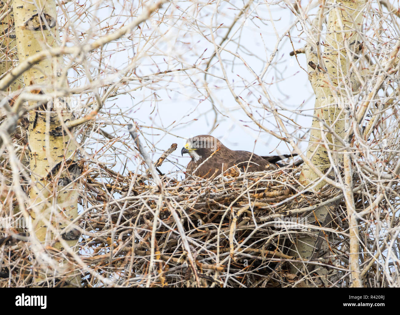 Swainson’s hawk nest hi-res stock photography and images - Alamy