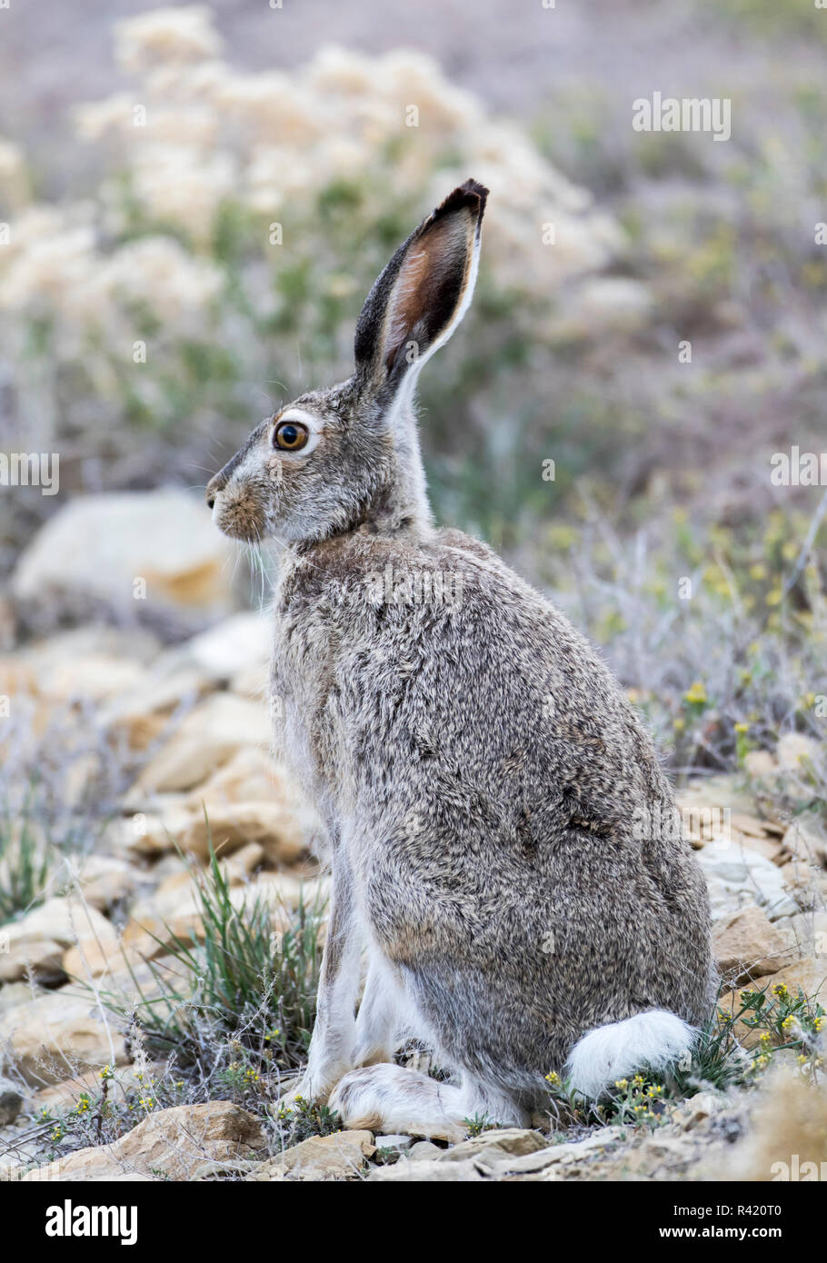 USA, Wyoming, Sublette County. White-tailed Jackrabbit sitting in a ...