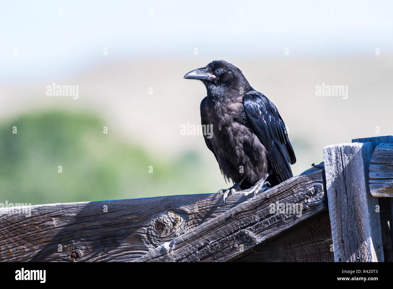 USA, Wyoming, Sublette County. Young Common Raven showing it's blue or ...