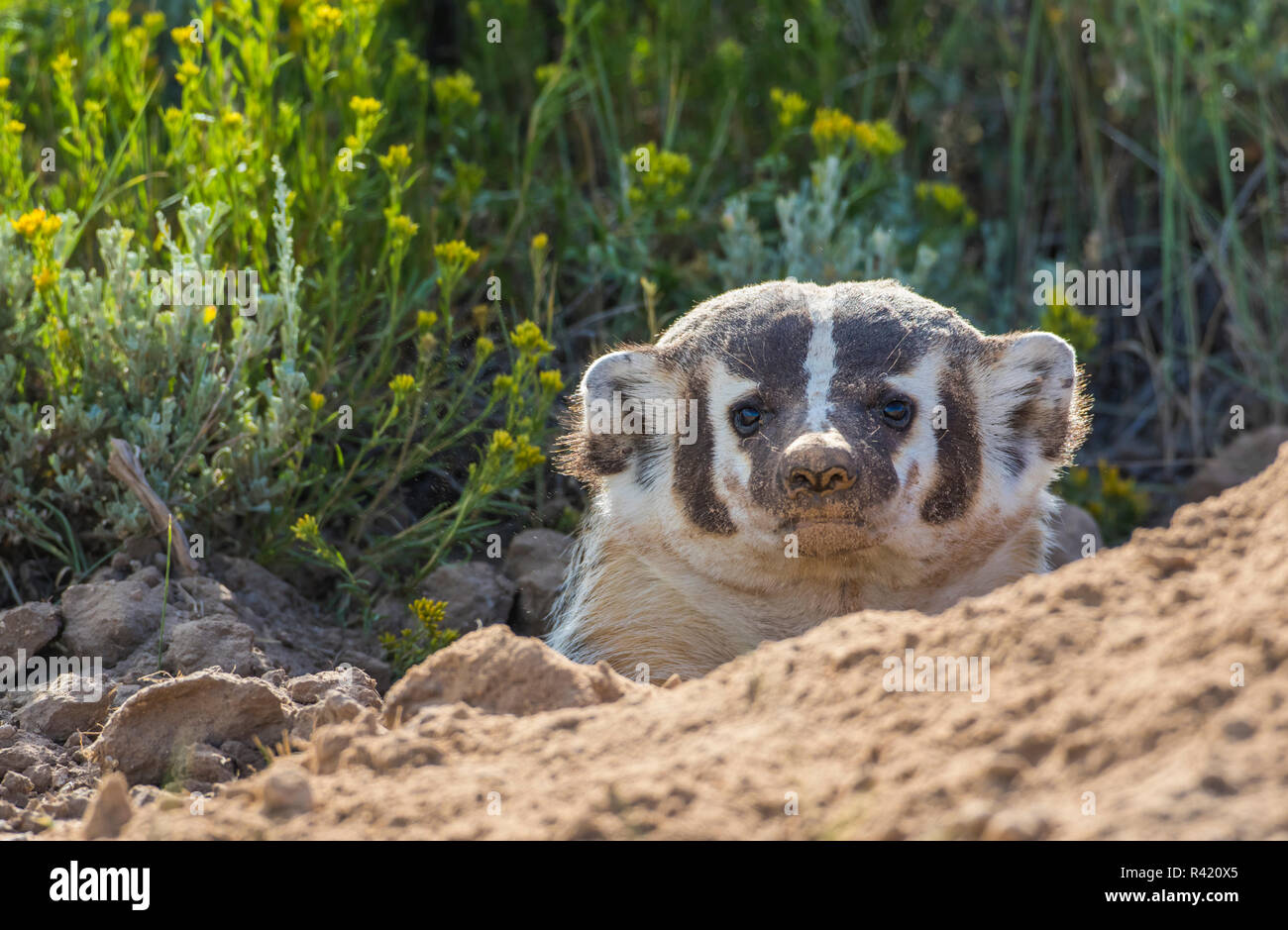Badger digging hi-res stock photography and images - Alamy