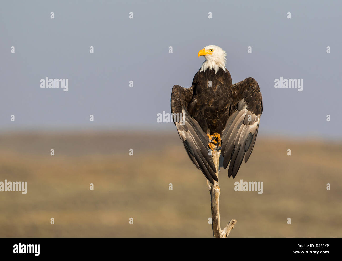 Bald eagle perching hi-res stock photography and images - Alamy