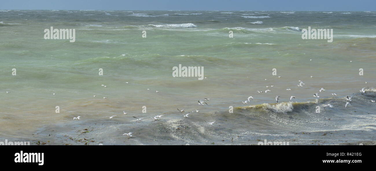 Seagulls were afraid of the waves hi-res stock photography and images ...