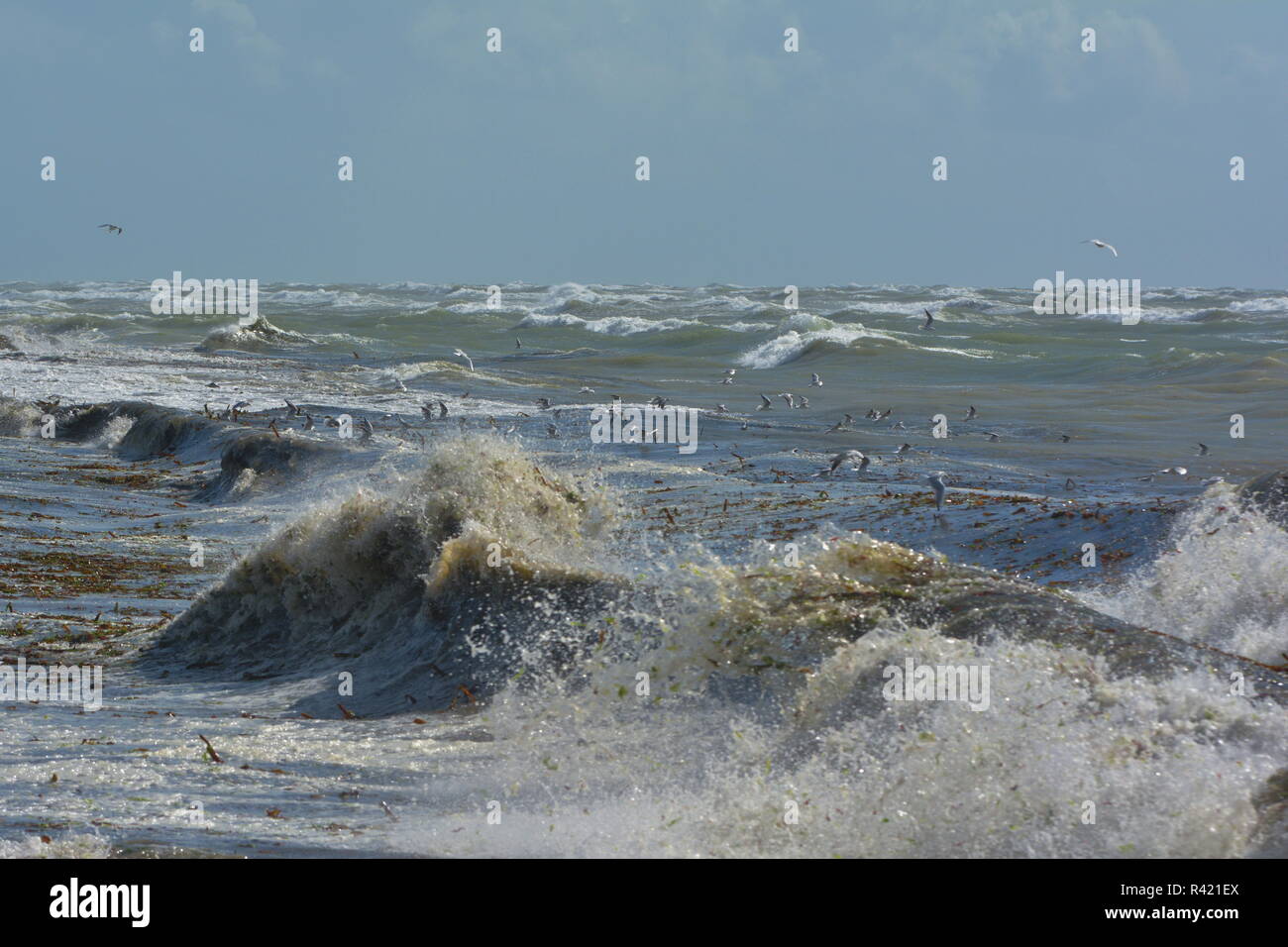 Seagulls were afraid of the waves hi-res stock photography and images ...