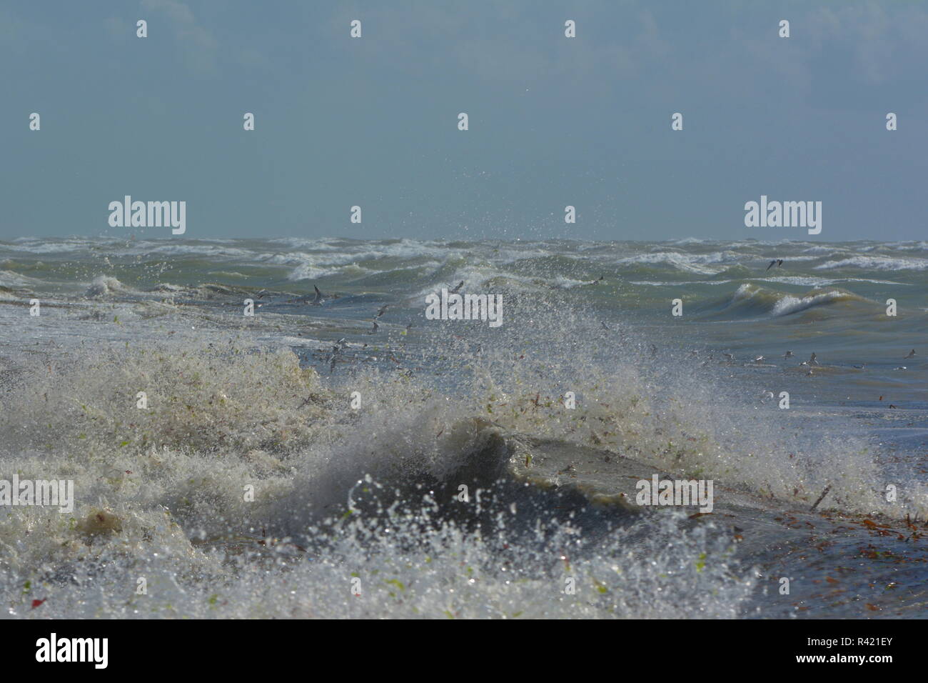 Seagulls were afraid of the waves hi-res stock photography and images ...