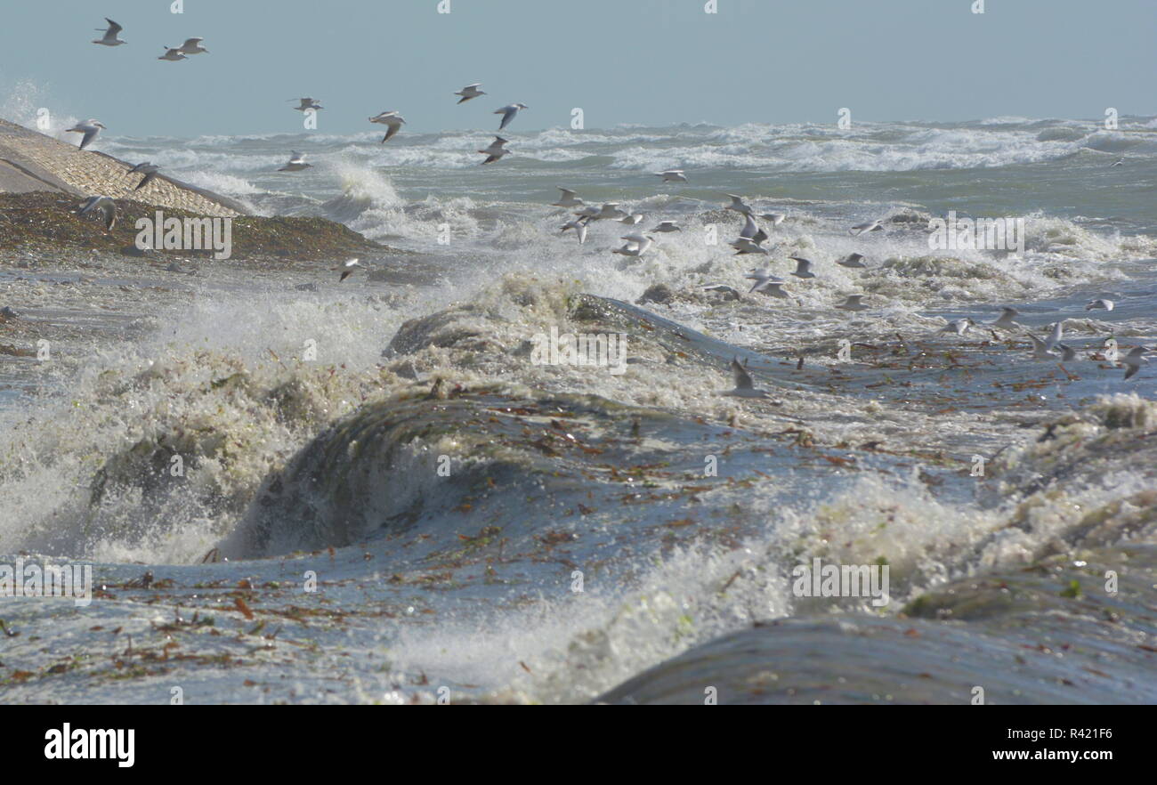 Seagulls were afraid of the waves hi-res stock photography and images ...