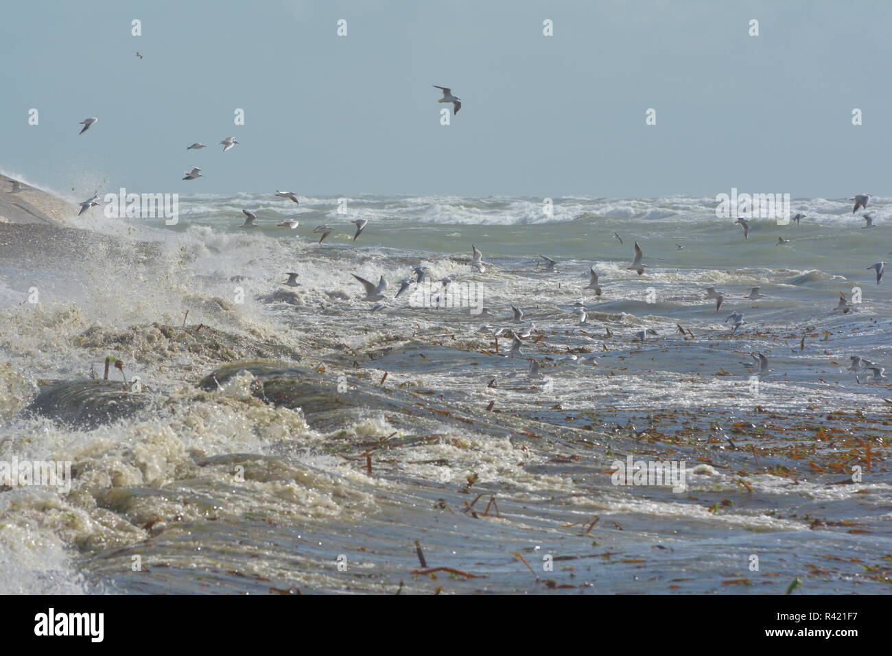 Seagulls were afraid of the waves hi-res stock photography and images ...