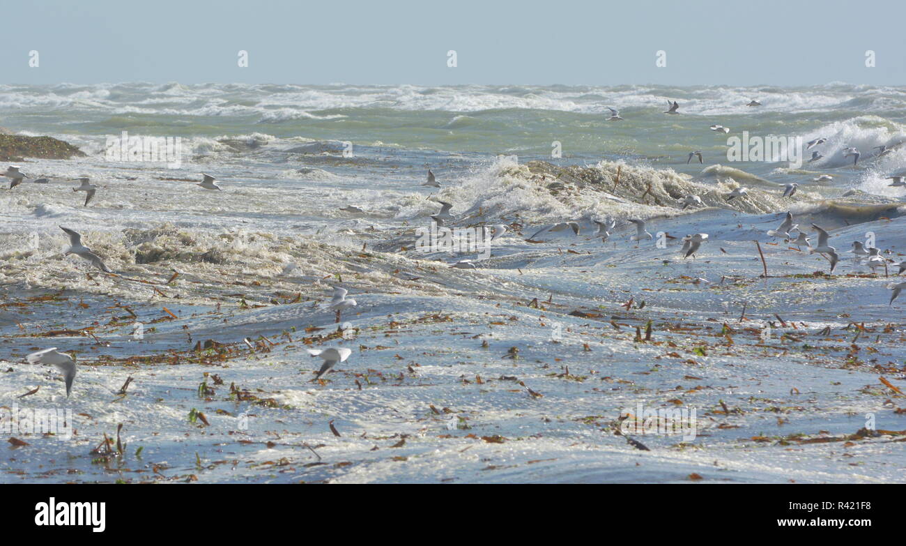 Seagulls were afraid of the waves hi-res stock photography and images ...