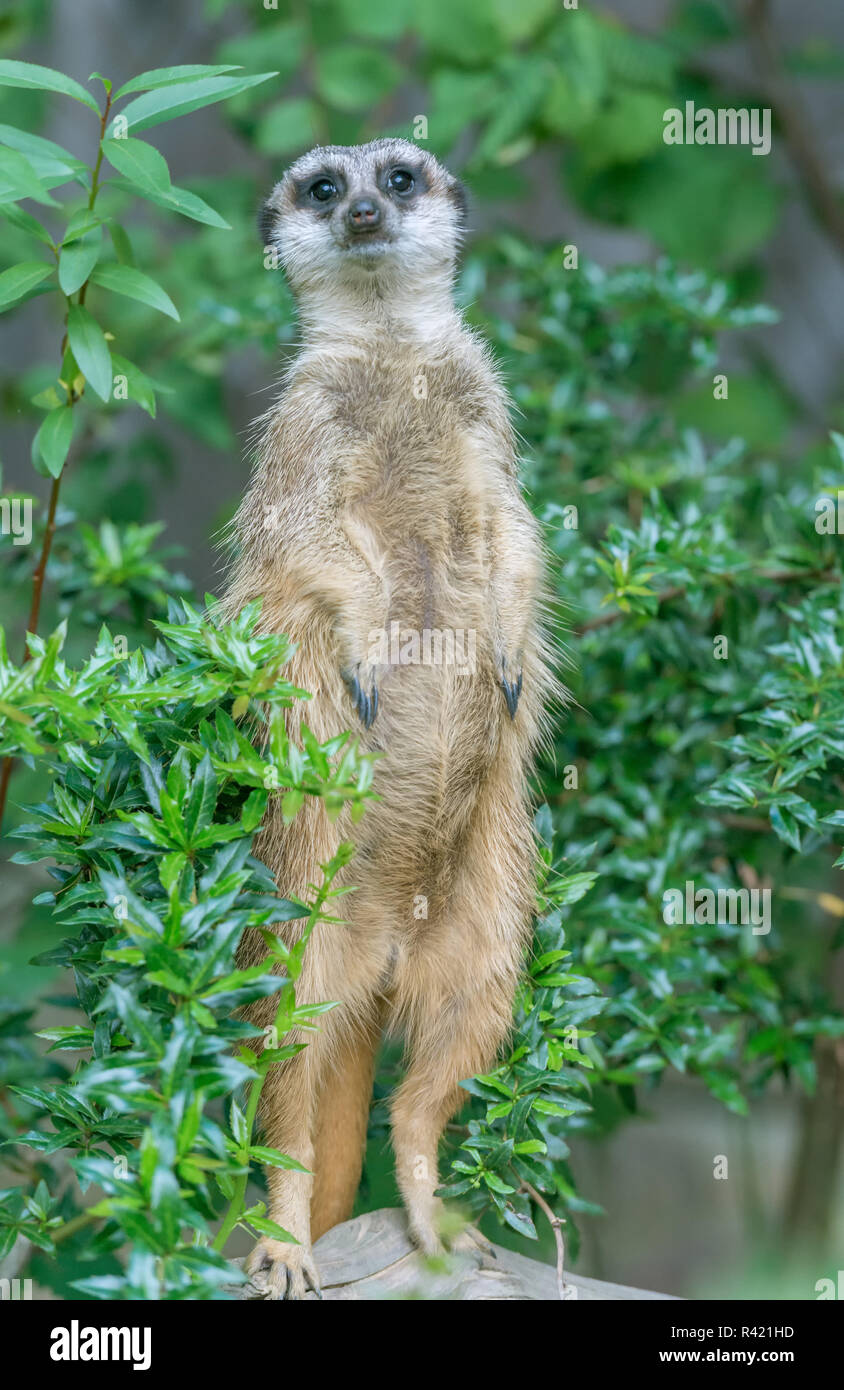 meerkat stands on its hind legs Stock Photo - Alamy
