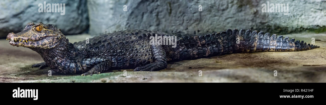 cuvier's dwarf caiman Stock Photo - Alamy