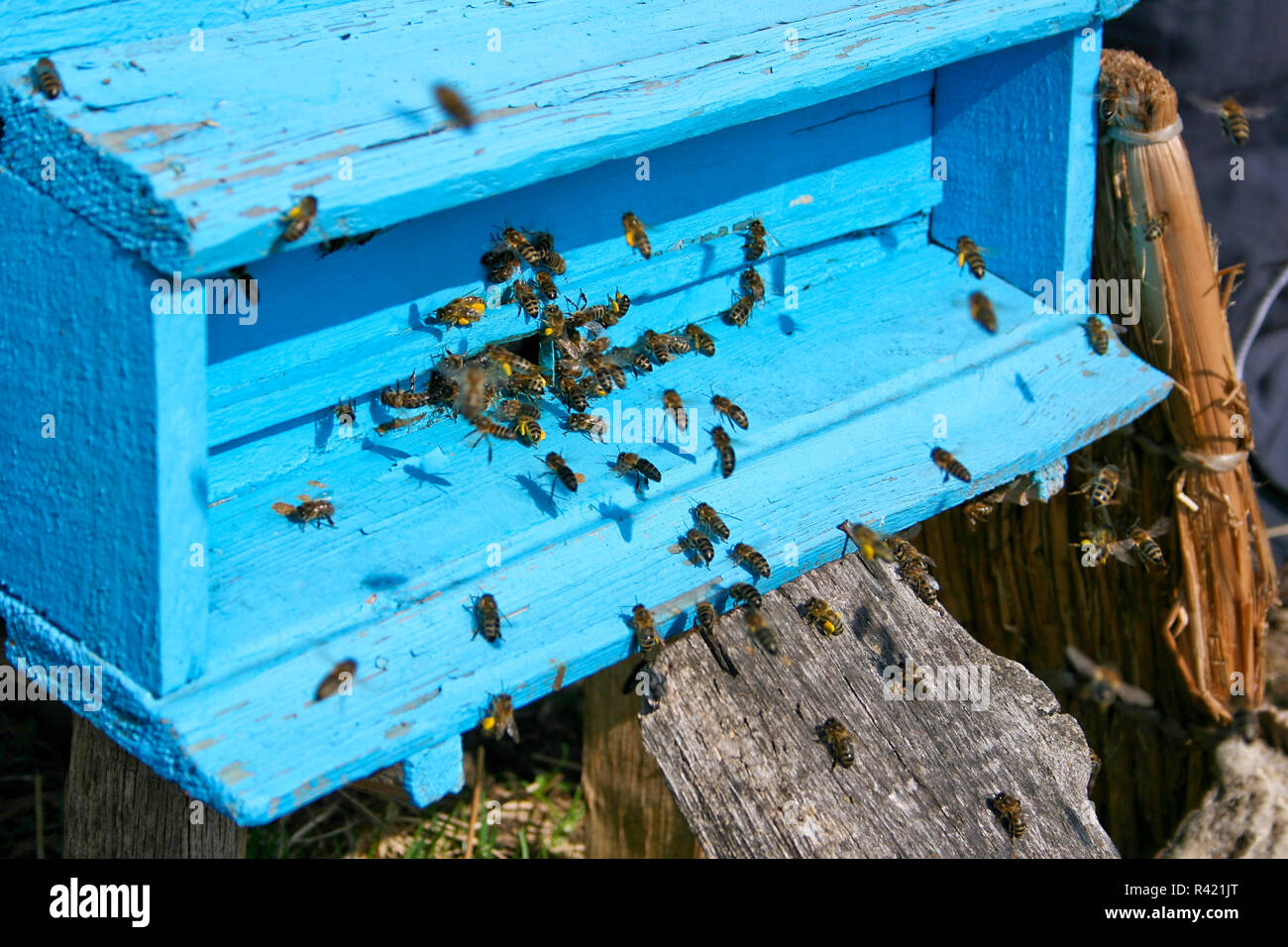Honey bees near a beehive, in flight Stock Photo - Alamy