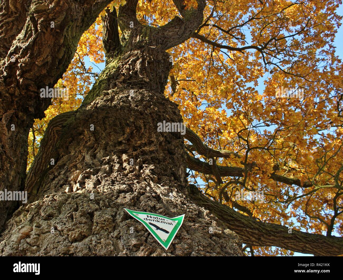 the court oak in breuna in autumn coloration Stock Photo - Alamy