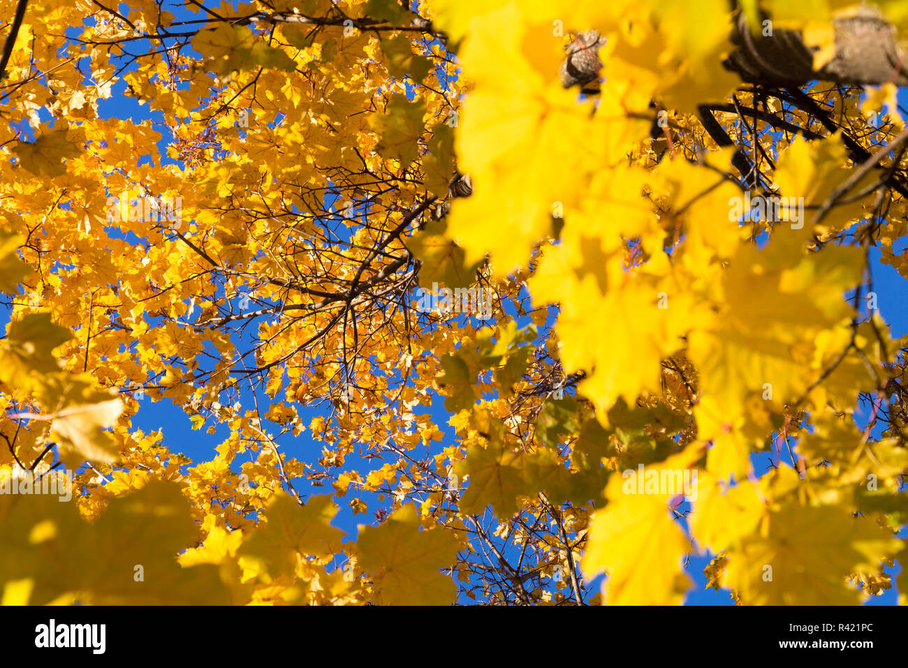 Inside branches hi-res stock photography and images - Alamy