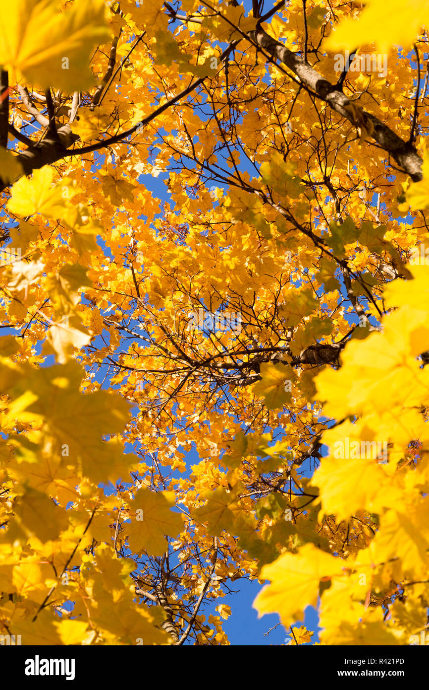 Inside branches hi-res stock photography and images - Alamy