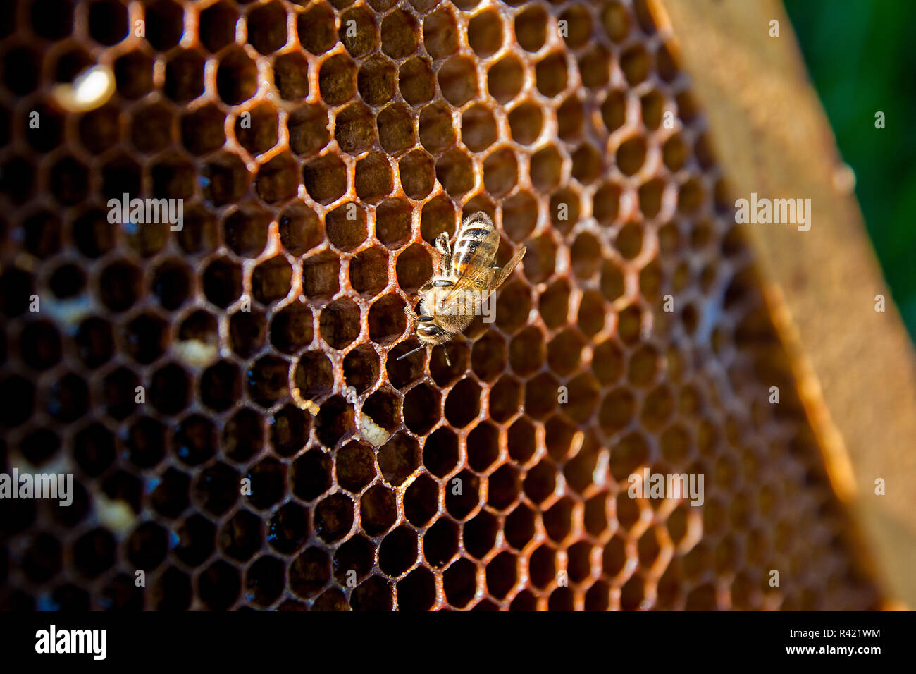 One bee works on honeycomb Stock Photo - Alamy