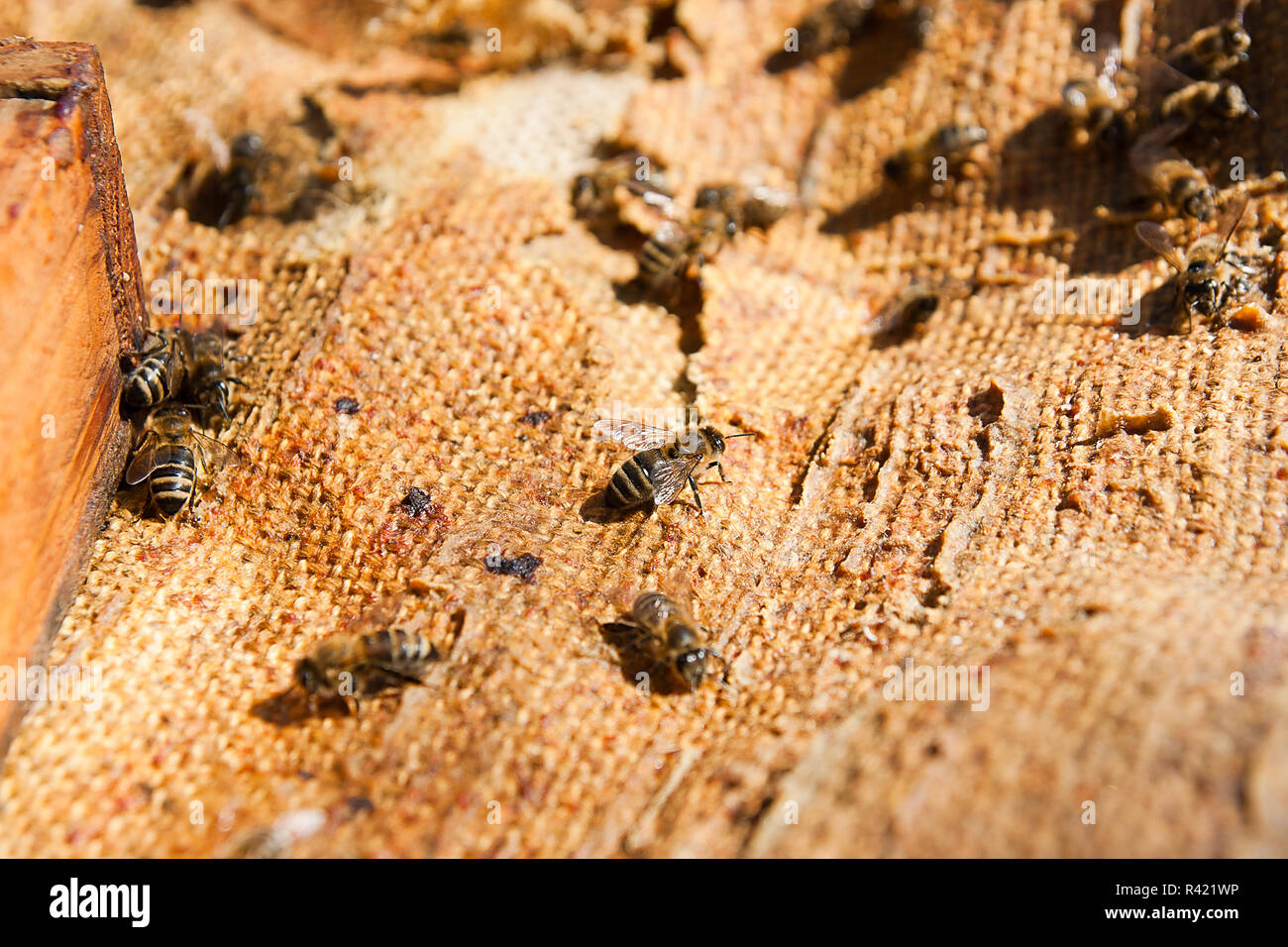 Busy bees, close up view of the working bees Stock Photo - Alamy