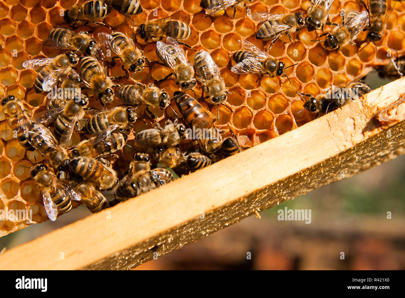 Bees inside a beehive with the queen bee in the middle Stock Photo - Alamy