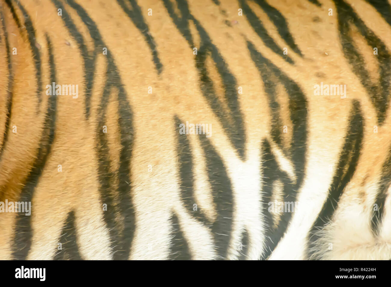Tiger fur texture Stock Photo - Alamy