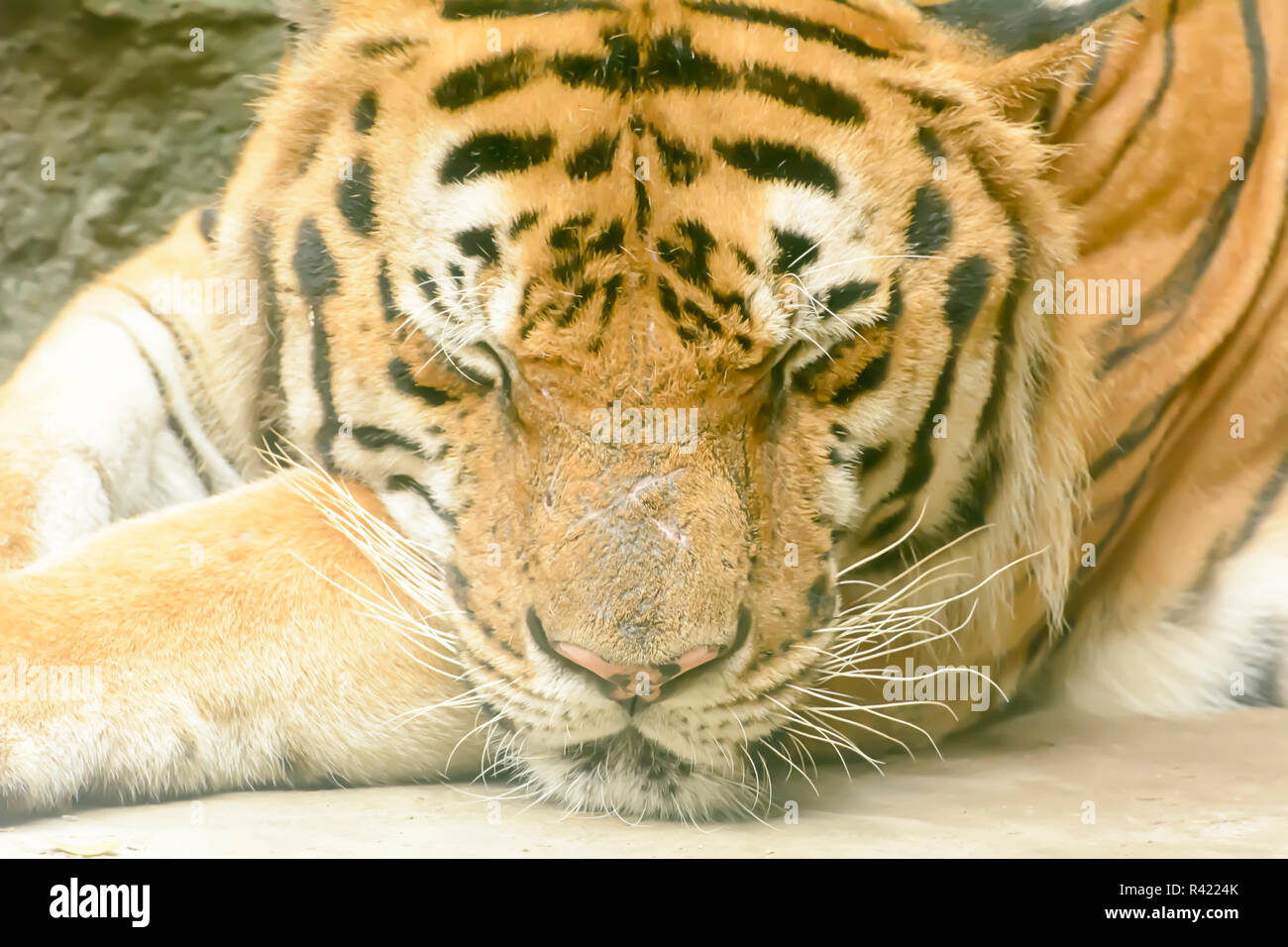 White tiger sleeping hi-res stock photography and images - Alamy