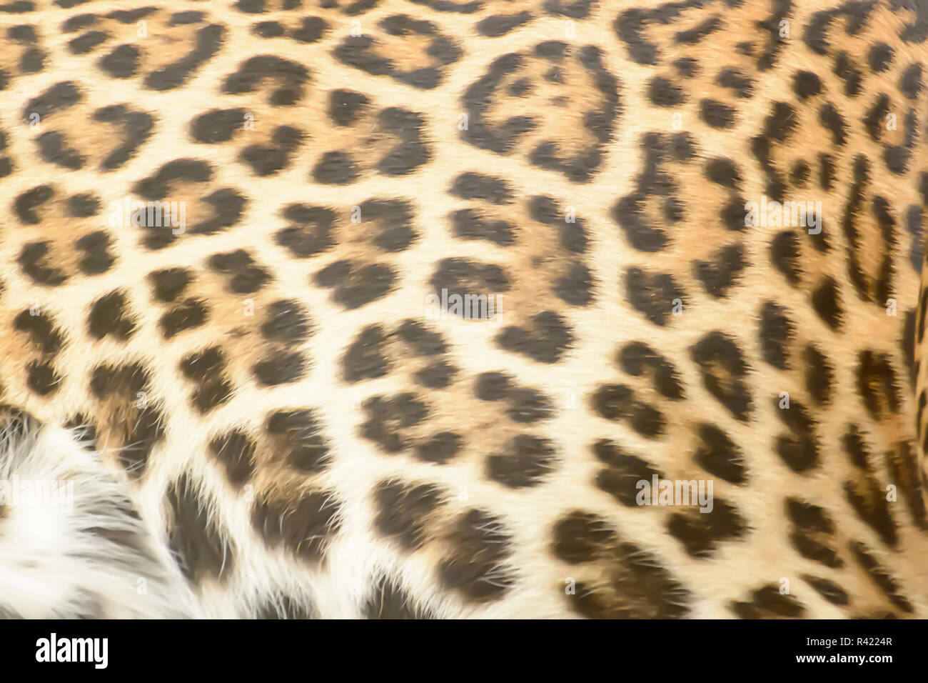 Leopard fur texture Stock Photo - Alamy