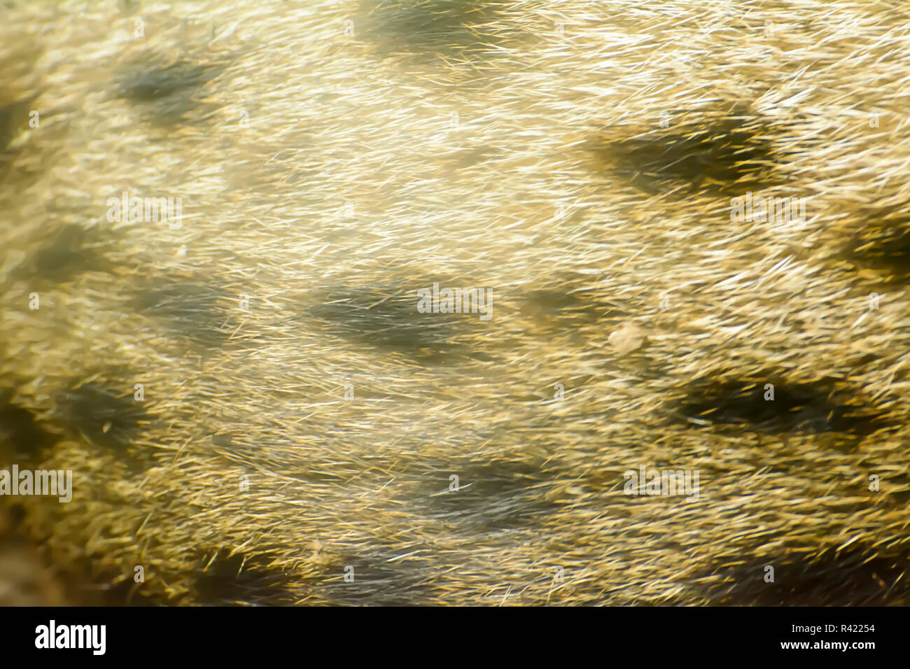 Cat fur texture High Resolution Stock Photography and Images - Alamy