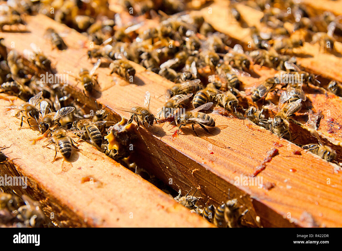 Busy bees, close up view of the working bees on honeycomb Stock Photo ...