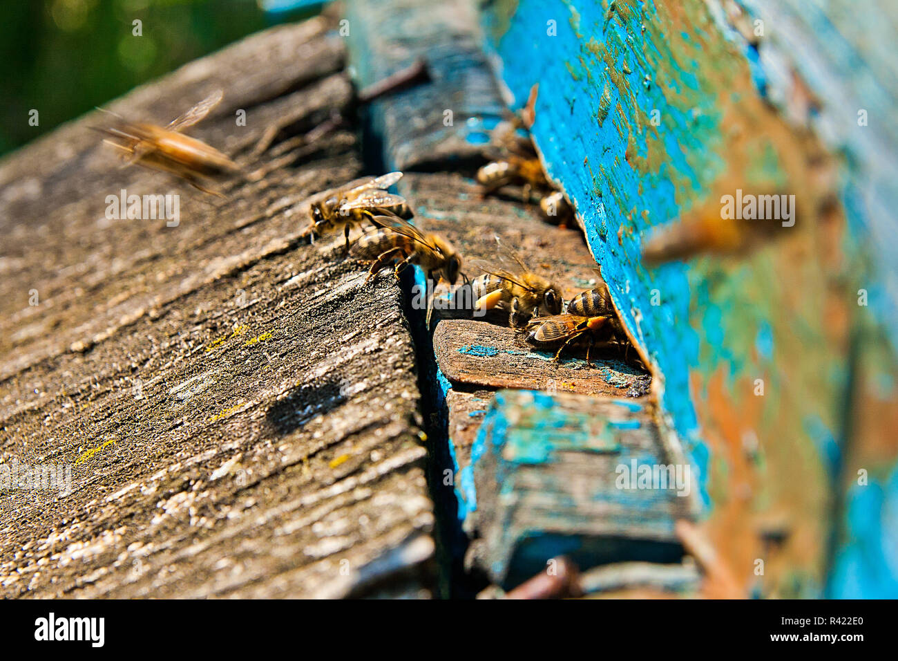 Busy bees, close up view of the working bees Stock Photo - Alamy