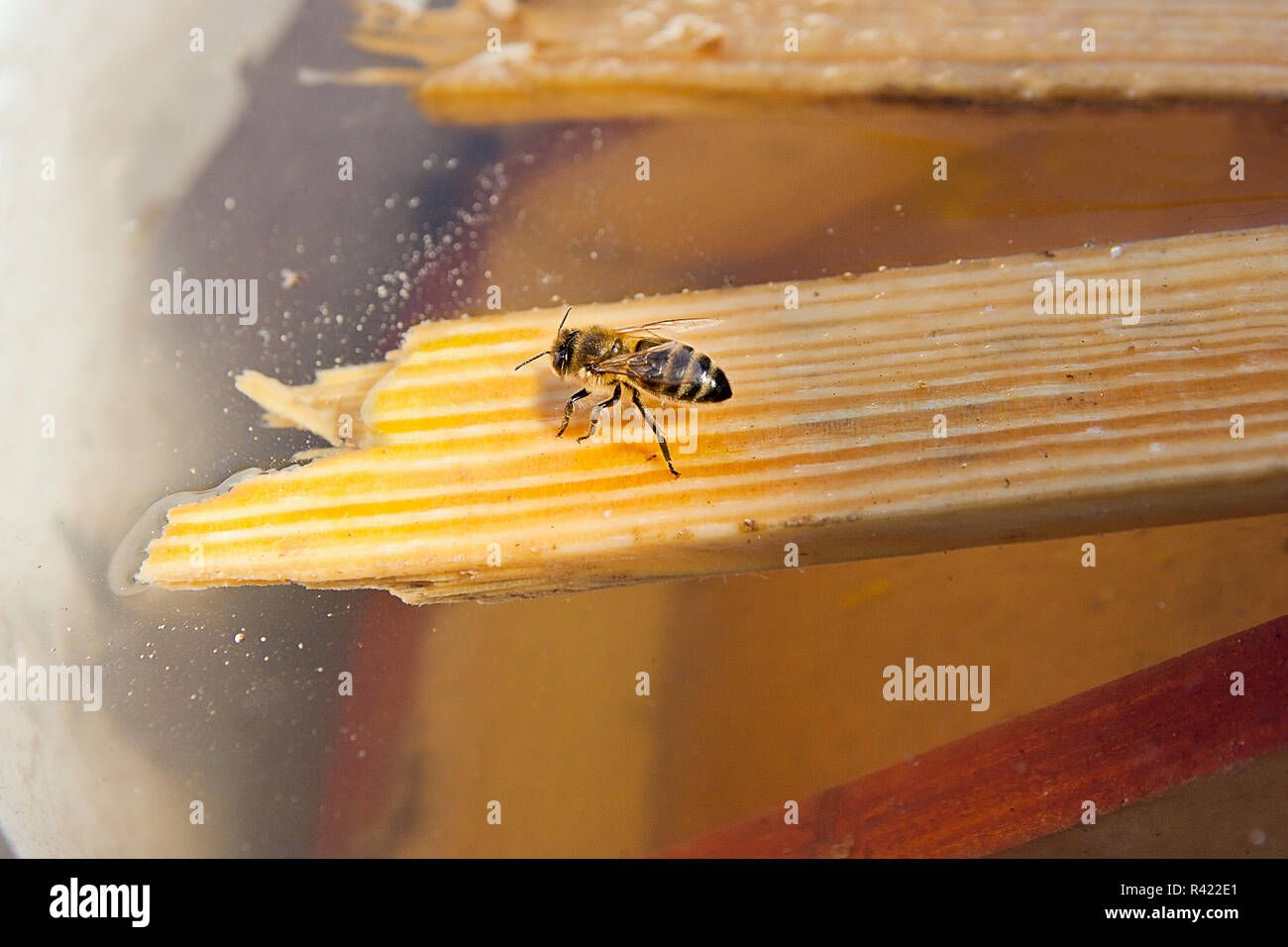 Bee drinking water in the summer Stock Photo - Alamy