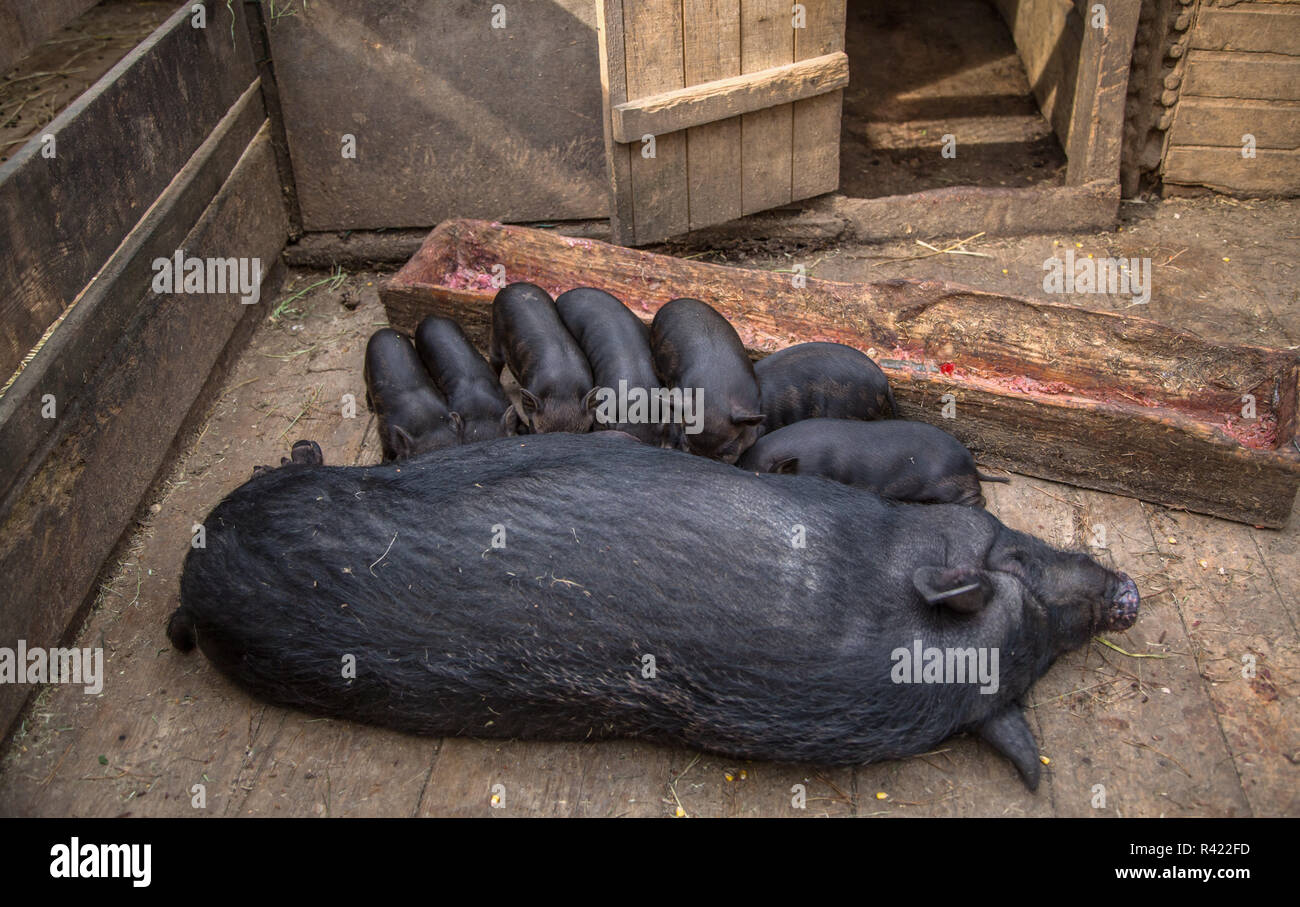 sow feeding the pigs Stock Photo - Alamy