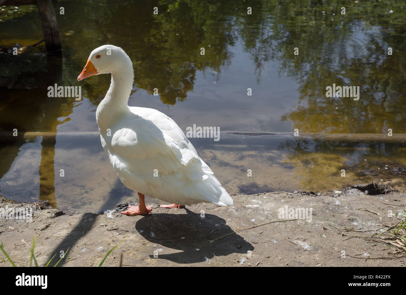 Nice white goose standing hi-res stock photography and images - Alamy
