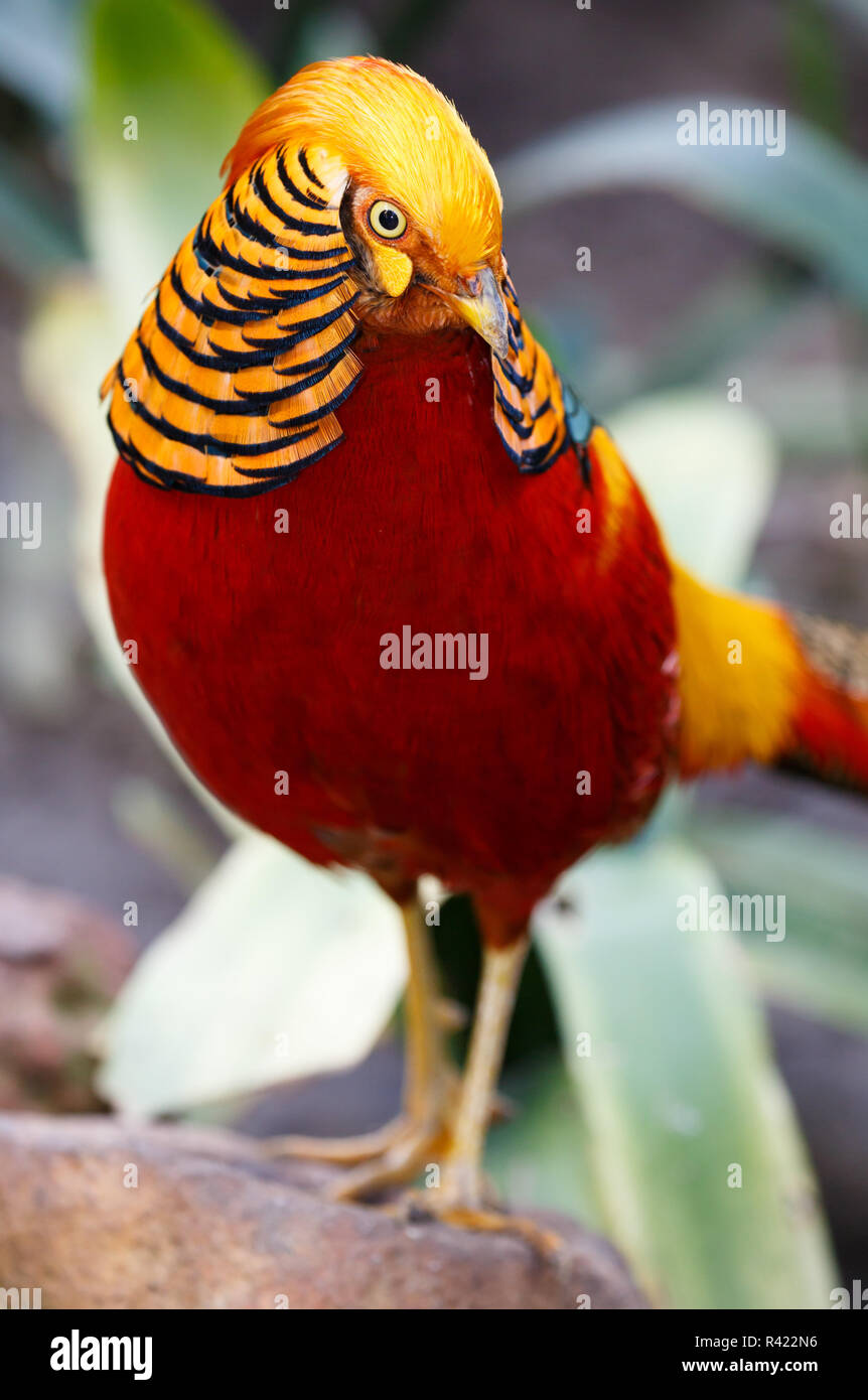 Beautiful Male Golden Pheasant Bird Stock Photo - Alamy