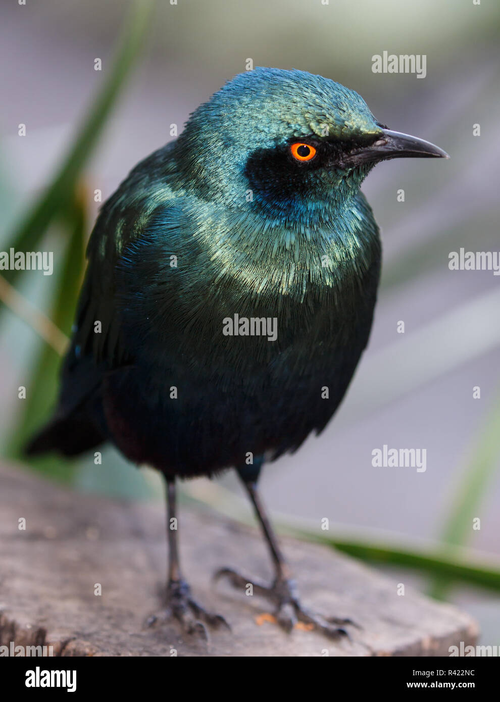 Bird nice hi-res stock photography and images - Alamy