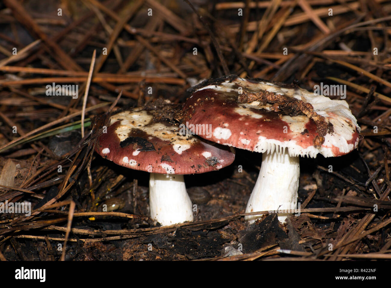 Toad stool red hi-res stock photography and images - Alamy