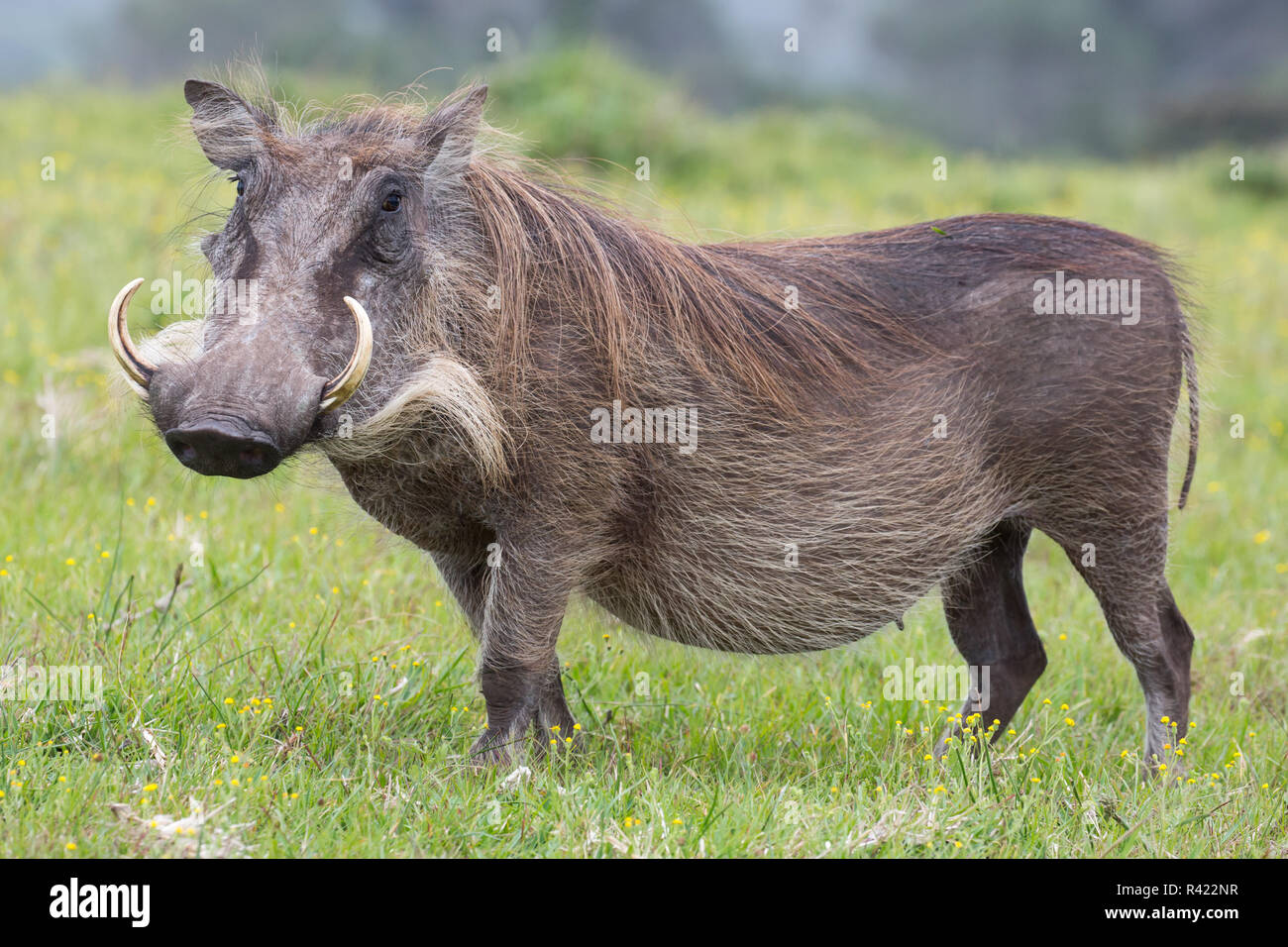Closeup warthog hi-res stock photography and images - Alamy