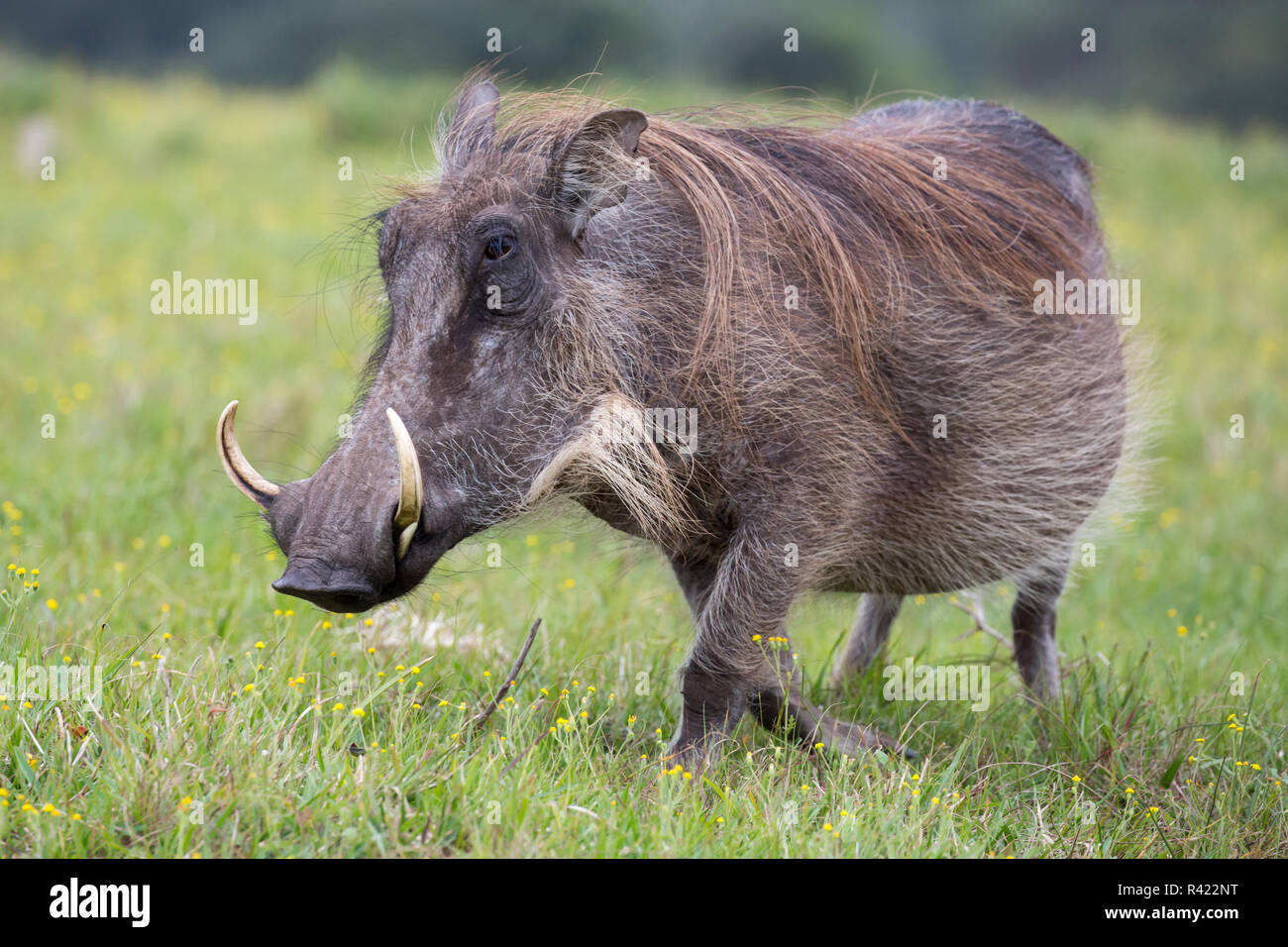 Warthog teeth closeup hi-res stock photography and images - Alamy