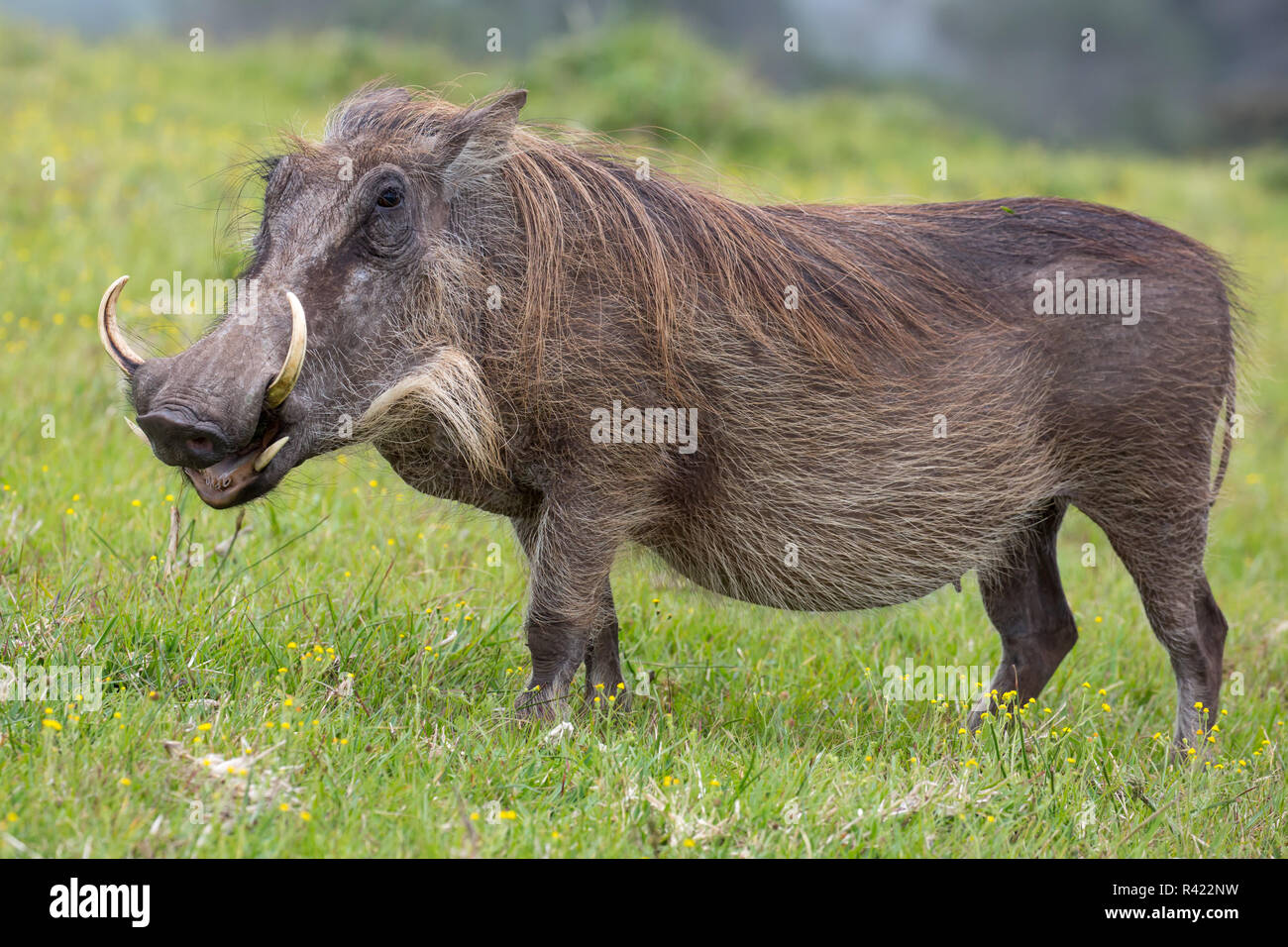 Closeup warthog hi-res stock photography and images - Alamy