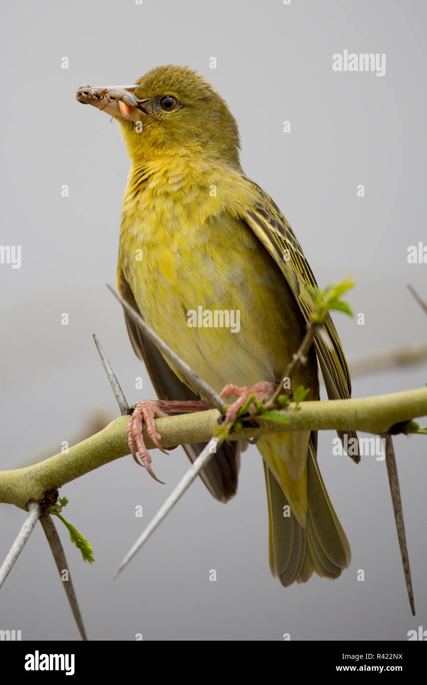 Weaver Bird with Insects in it's Beak Stock Photo - Alamy
