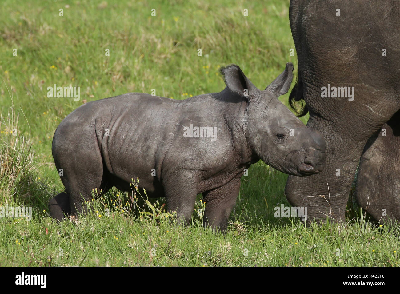 Big rhino little rhino hi-res stock photography and images - Alamy
