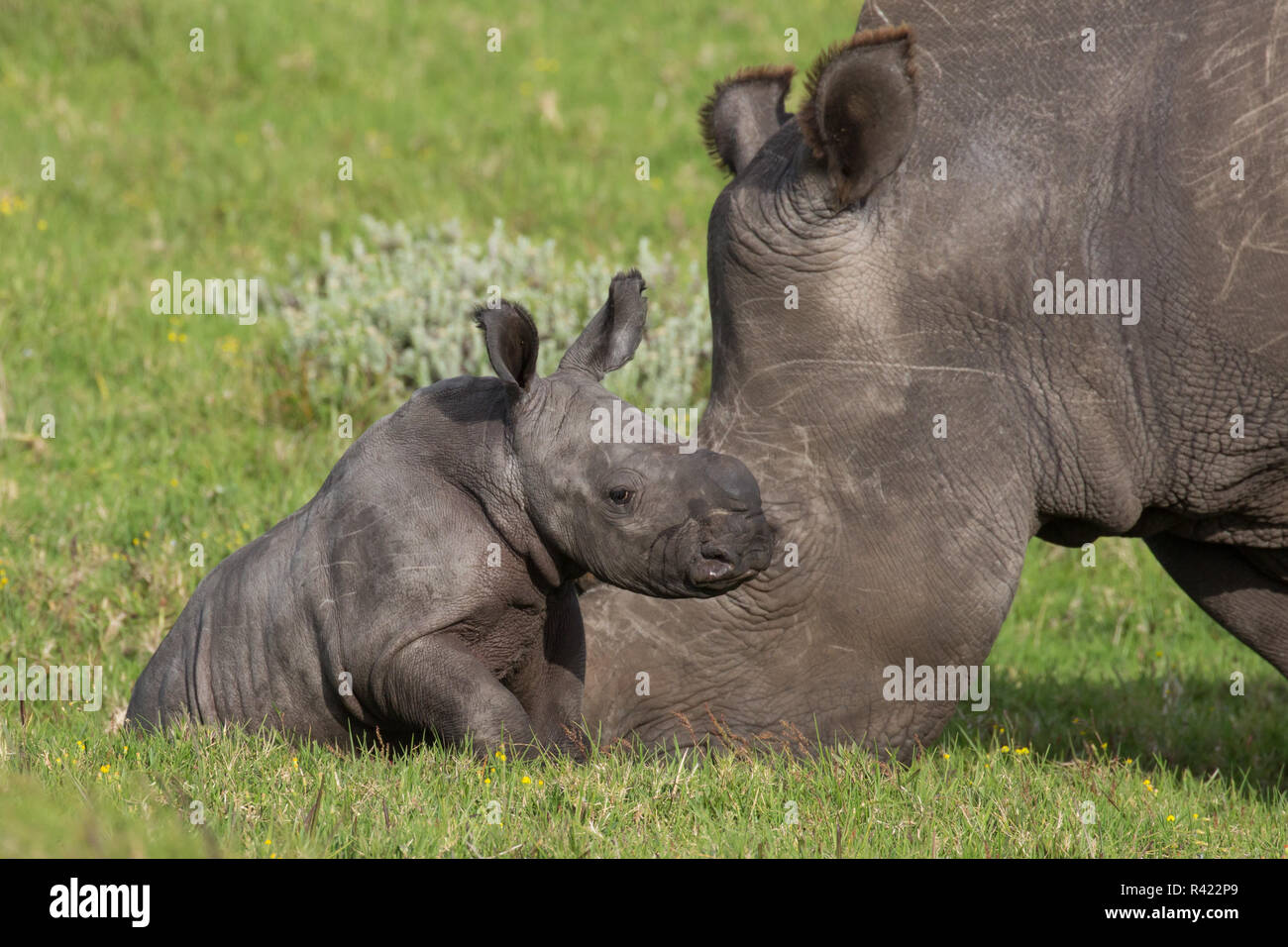Big rhino little rhino hi-res stock photography and images - Alamy