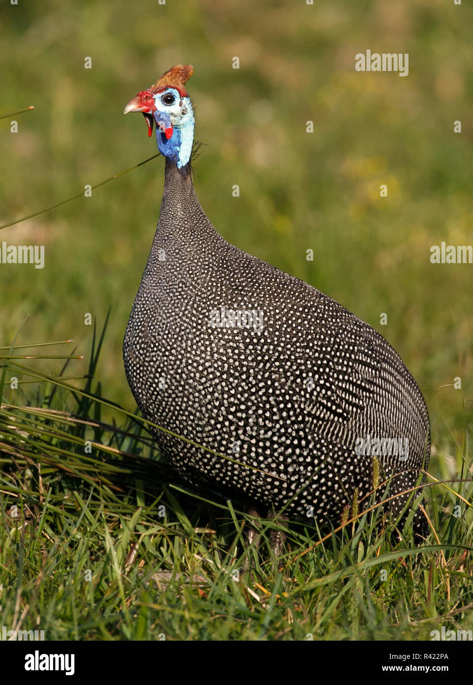 Guinea fowl and natural beauty hi-res stock photography and images - Alamy
