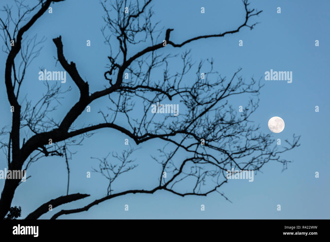 Moon and trees hi-res stock photography and images - Alamy