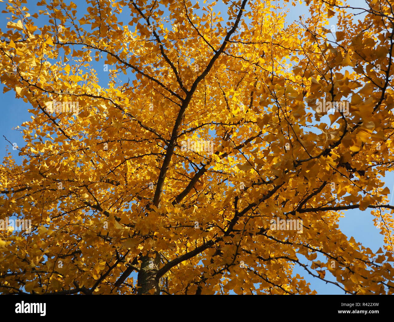 Ginkgoba ume hi-res stock photography and images - Alamy
