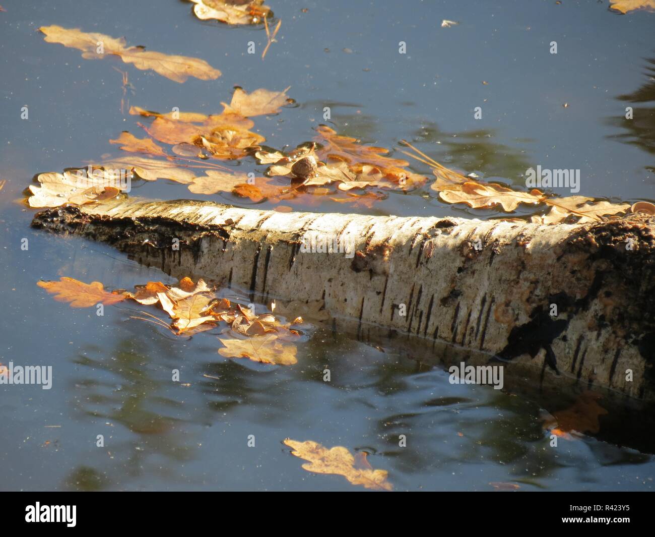 tree trunk in the water Stock Photo - Alamy