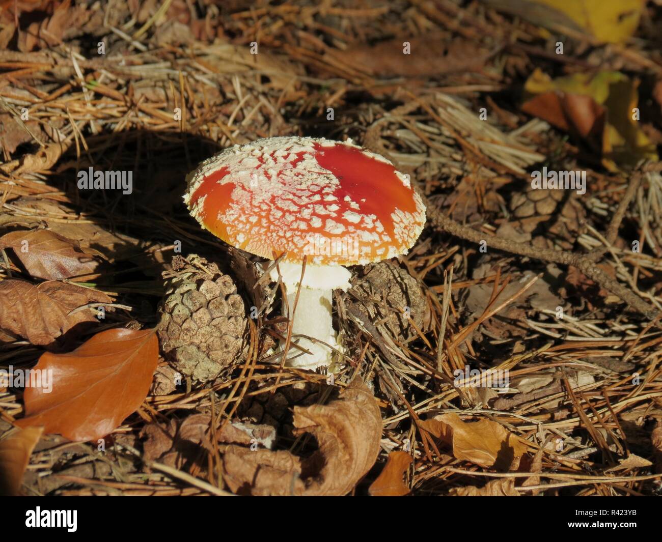 Toadstool stalk red hi-res stock photography and images - Alamy