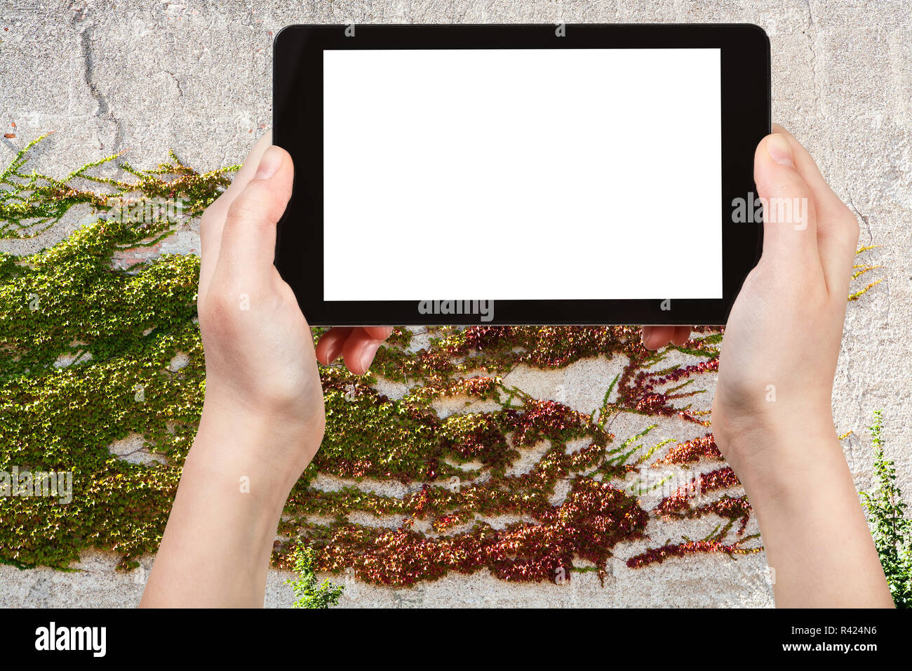 tablet with cut out screen and ivy plant on wall Stock Photo - Alamy