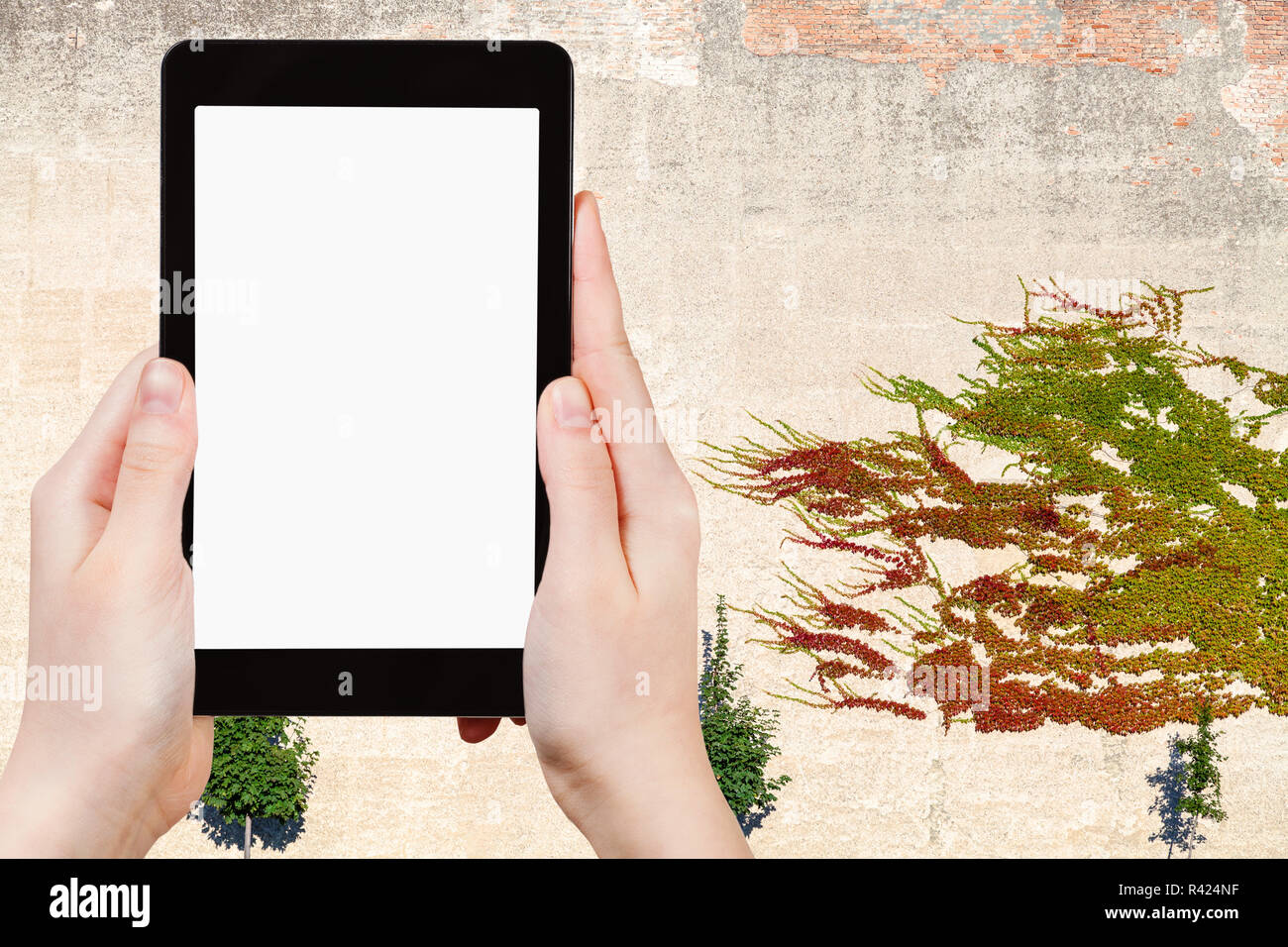 tablet pc with cut out screen and wall with ivy Stock Photo - Alamy