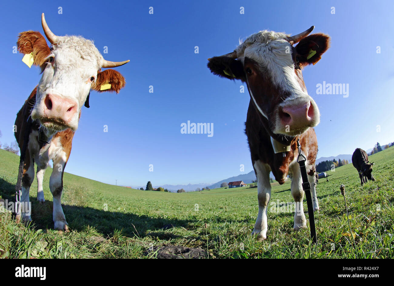 Simmentaler rind hi-res stock photography and images - Alamy