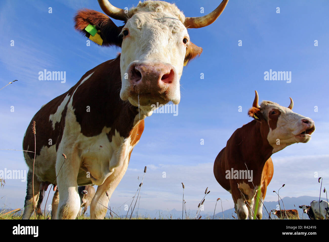 Simmentaler rind hi-res stock photography and images - Alamy