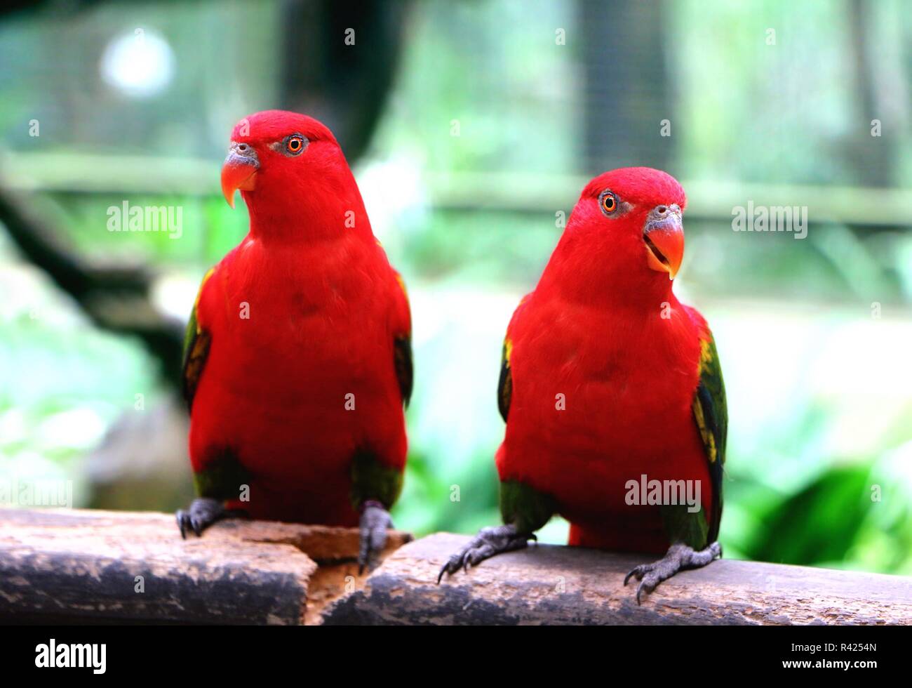 Pair of Red Parrot Stock Photo - Alamy