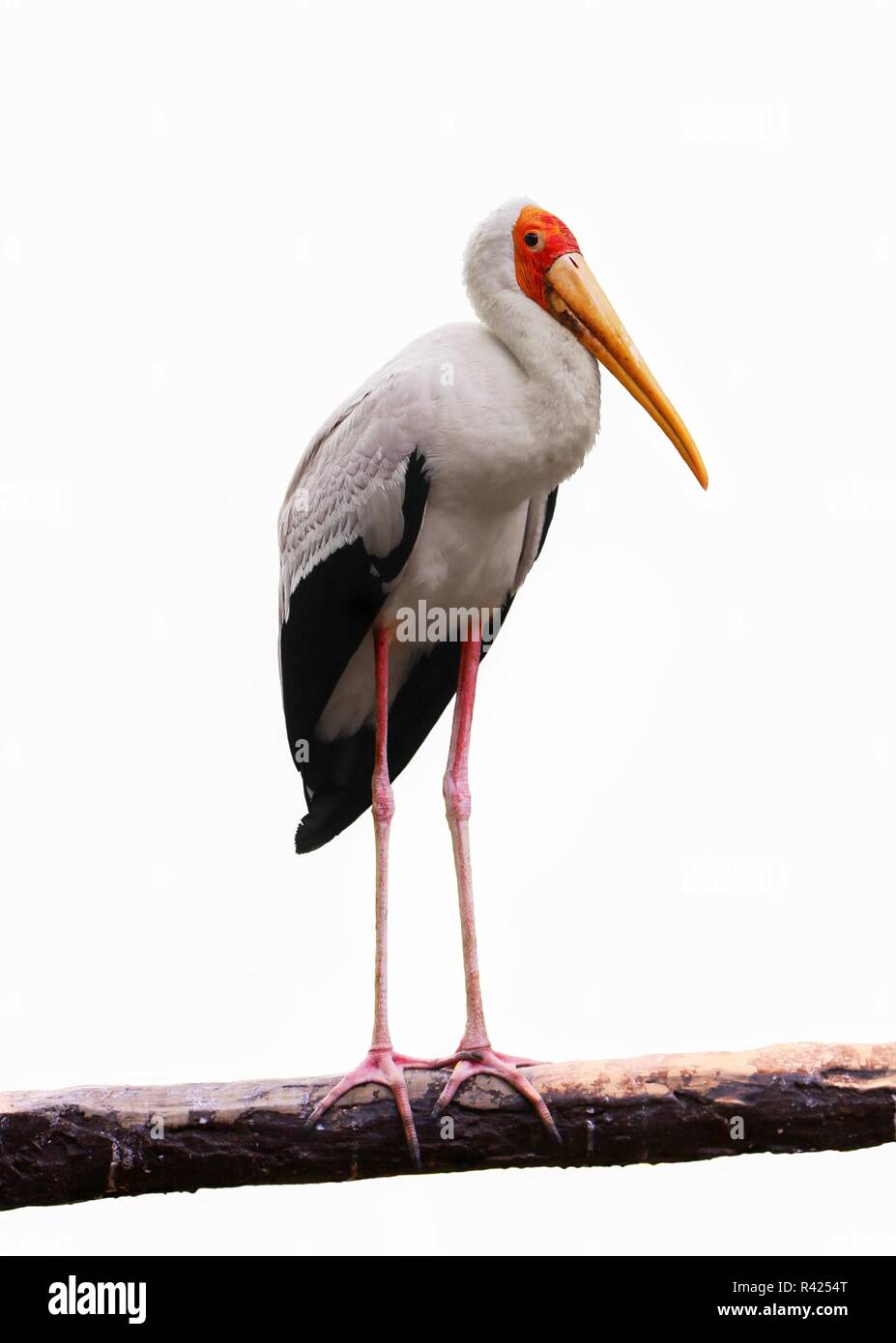 Large yellow billed stork Cut Out Stock Images & Pictures - Alamy